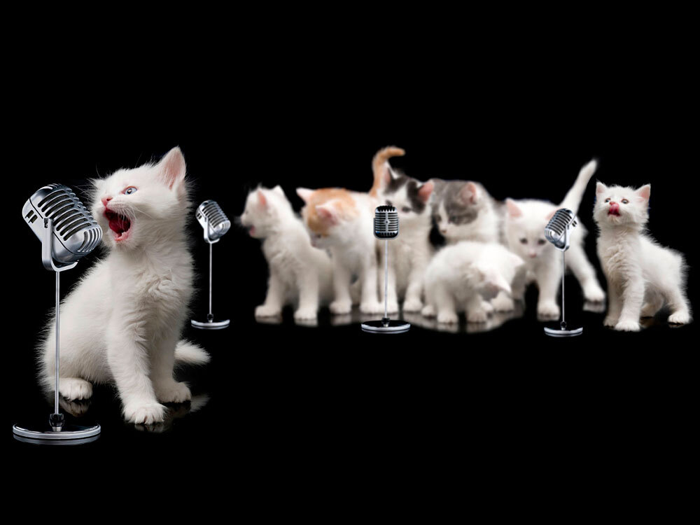 Cats, More Critters On Animal Week From 'Fresh Air' : NPR