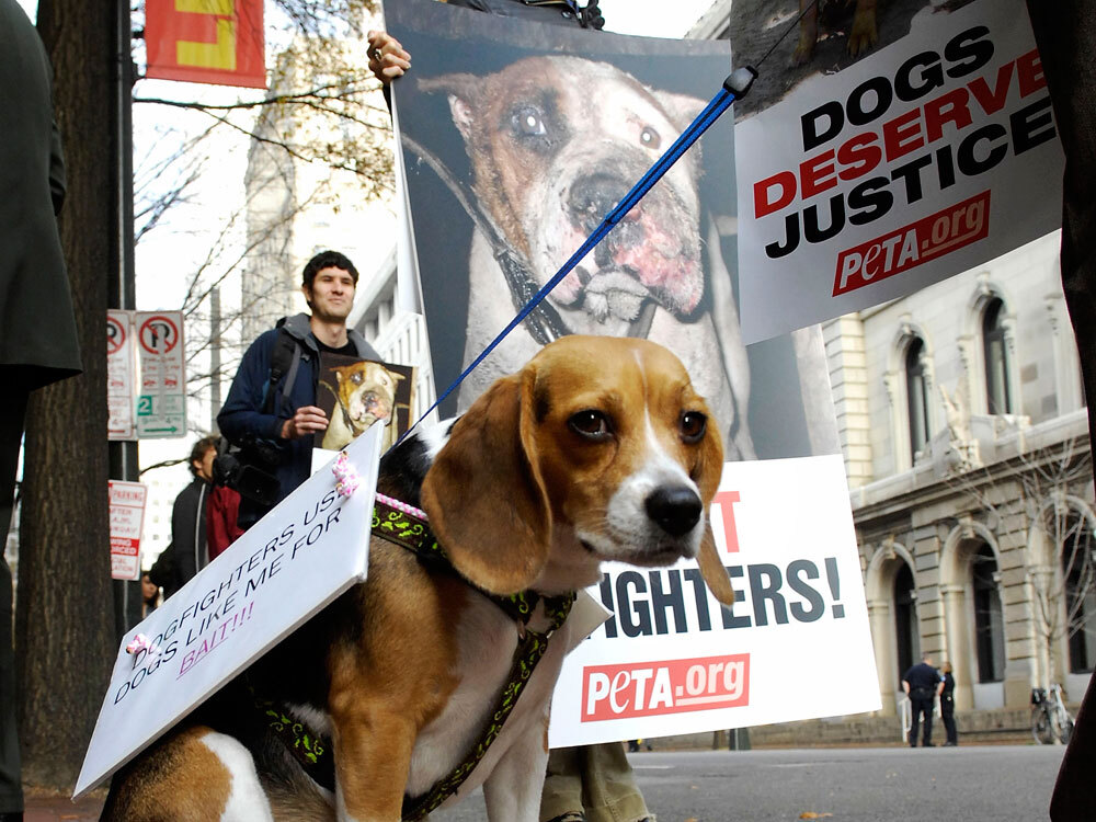 After Michael Vick, The Battle To Stop Dogfighting : NPR