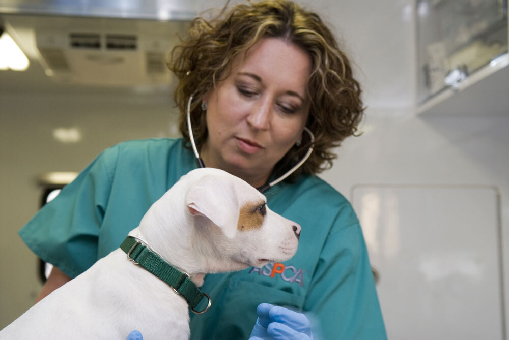 Forensic Vet Helps Prevent Animal Cruelty : NPR