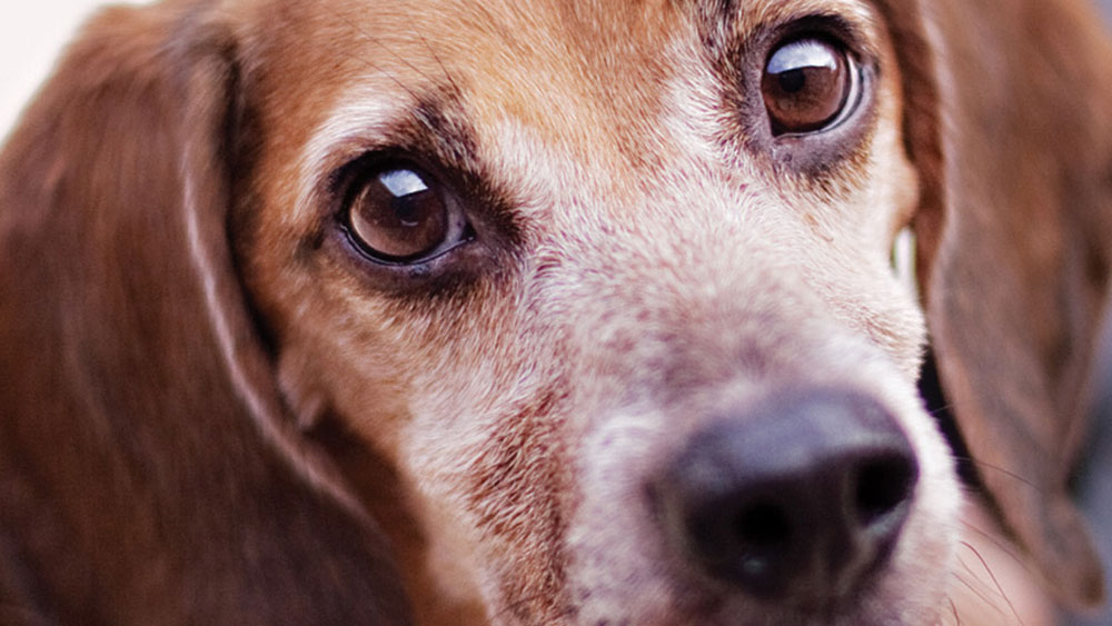 Helping Your 'Good Old Dog' Navigate Aging : NPR