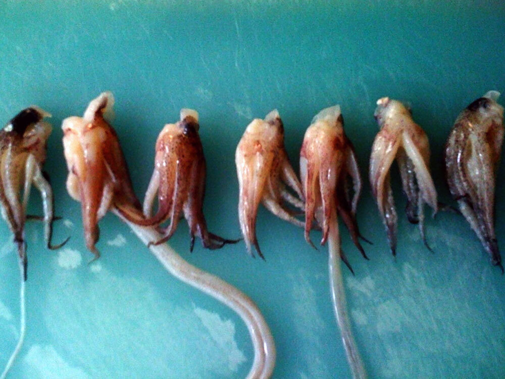 Beyond Fried Calamari : NPR