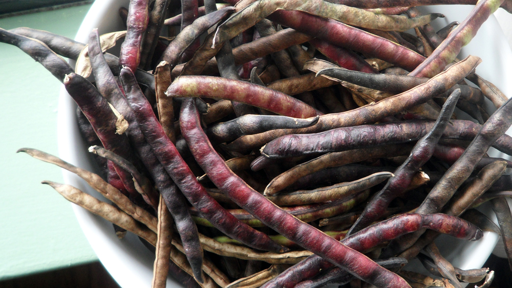 Kitchen Window -- Bringing The Bean Out Of Its Shell : NPR