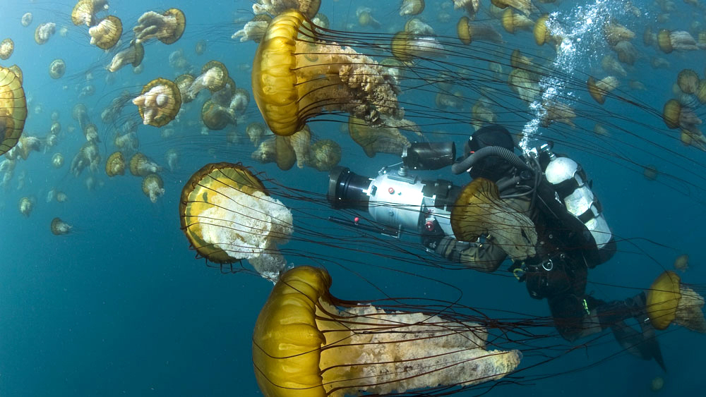 Disney's 'Oceans,' A Bewitching Homage To The Sea : NPR