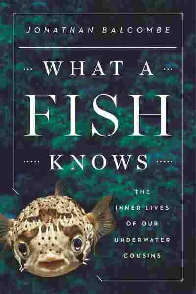 Fish Have Feelings, Too: The Inner Lives Of Our 'Underwater Cousins ...