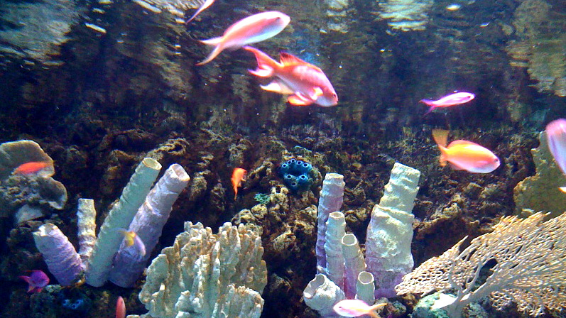 The Real Aliens : 13.7: Cosmos And Culture : NPR