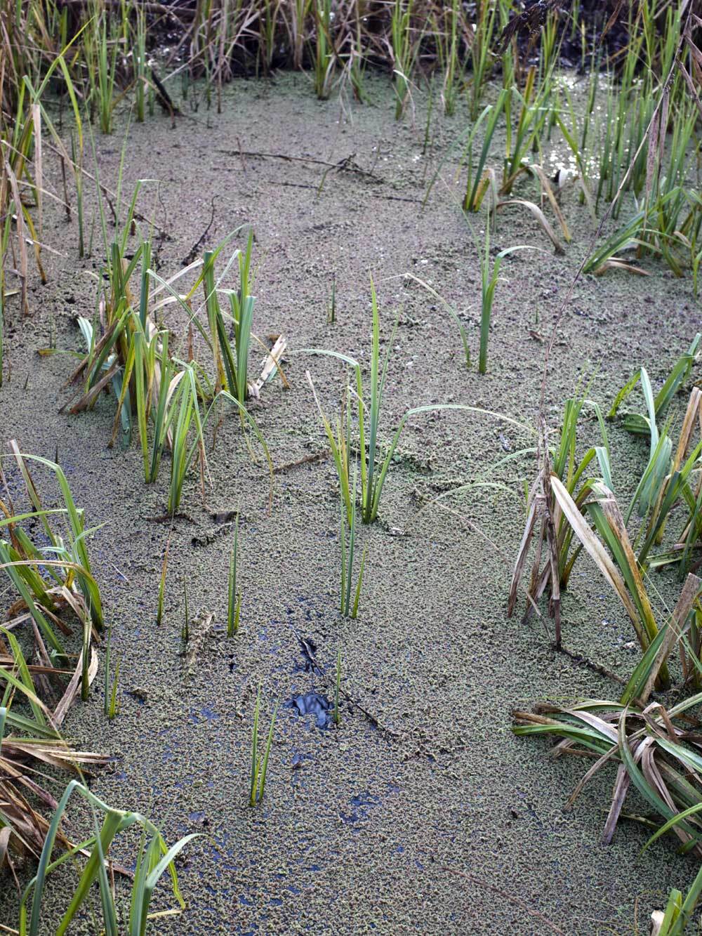 Democrats Still Have That Stinking Feeling On Health Care : Shots ...