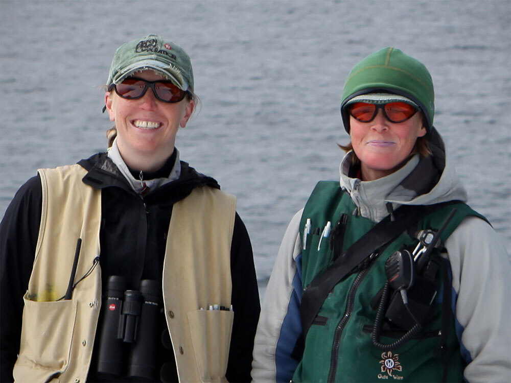 All Things Penguin — Antarctic Live Chat At 1 PM ET : The Two-Way : NPR