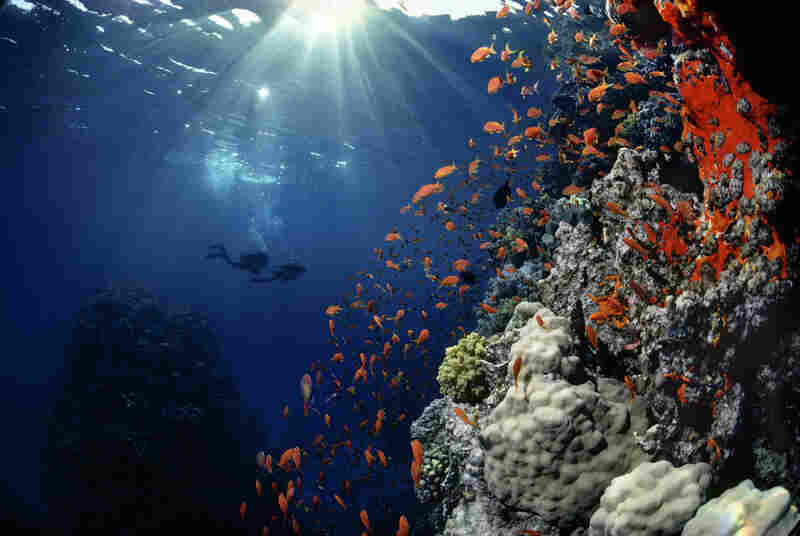 Undersea Images : The Picture Show : NPR