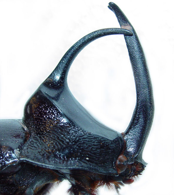 Finding Beauty In Dung : The Picture Show : NPR