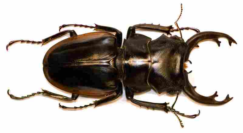 Finding Beauty In Dung : The Picture Show : NPR