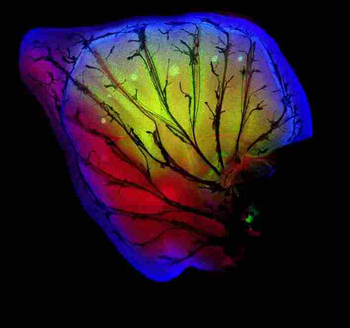 Teeny Tiny Art : The Picture Show : NPR