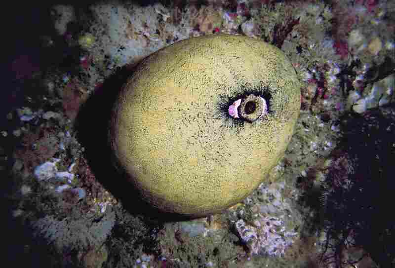 Sight Unseen: Blind Photographers : The Picture Show : NPR