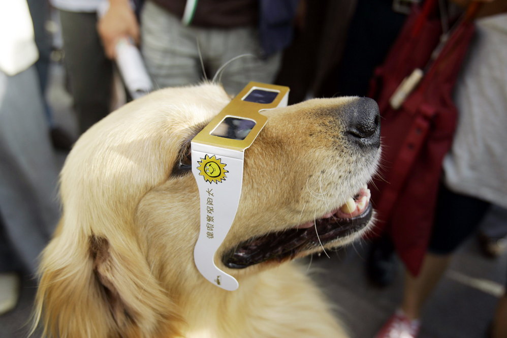 Do Dogs Need Solar Eclipse Eyewear