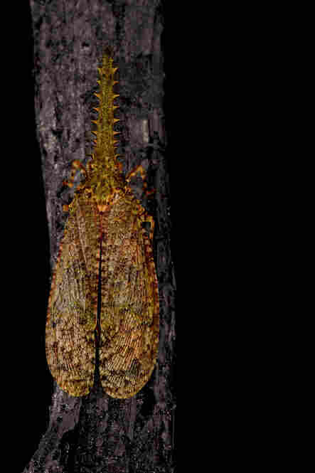 Camouflaged Creatures: Blending In To Stay Alive : The Picture Show : NPR