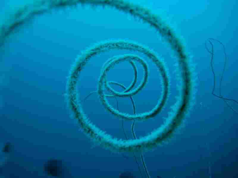 Photo Gallery: Coral Life Of The Netherlands Antilles : NPR