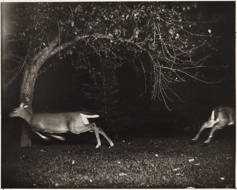 National Geographic Opens Its Vaults : The Picture Show : NPR