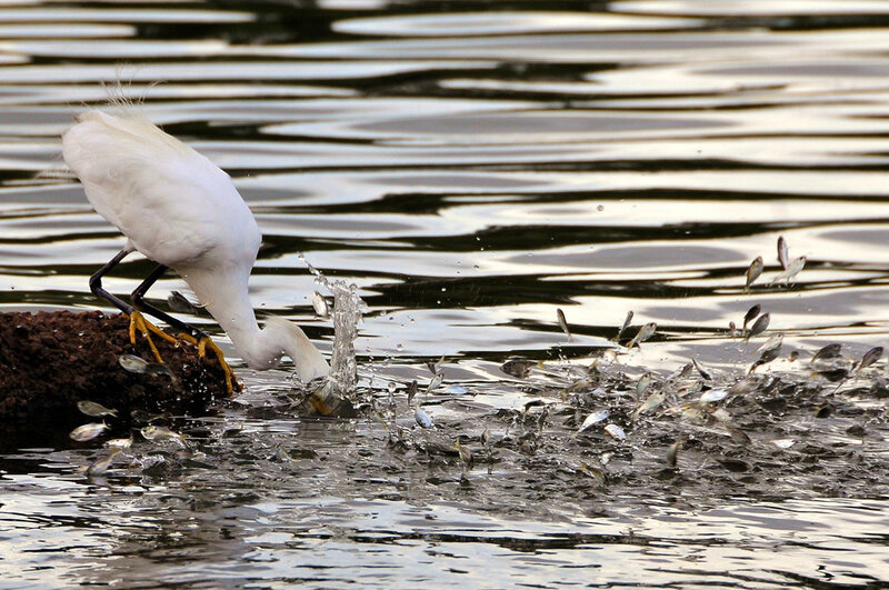 Not Your Average Photo Contest : The Picture Show : NPR