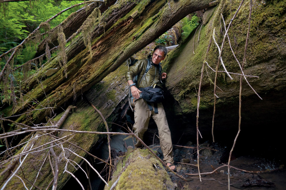 Tallest Tree In The World National Geographic