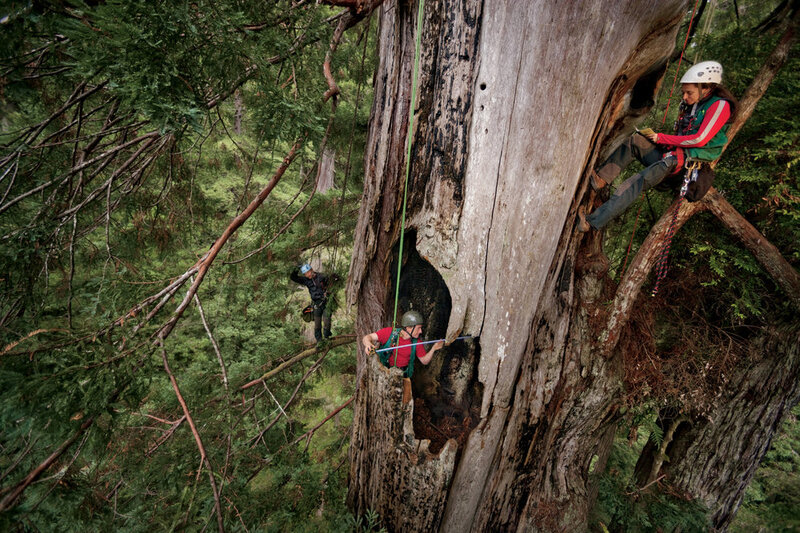 Biggest, Tallest Tree Photo Ever : The Picture Show : NPR