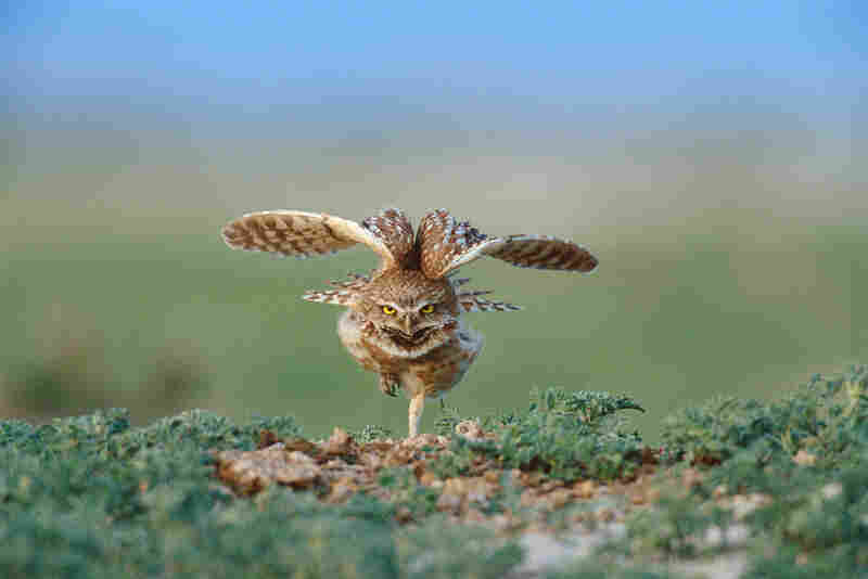 Great Plains Are Great, Not Plain : The Picture Show : NPR