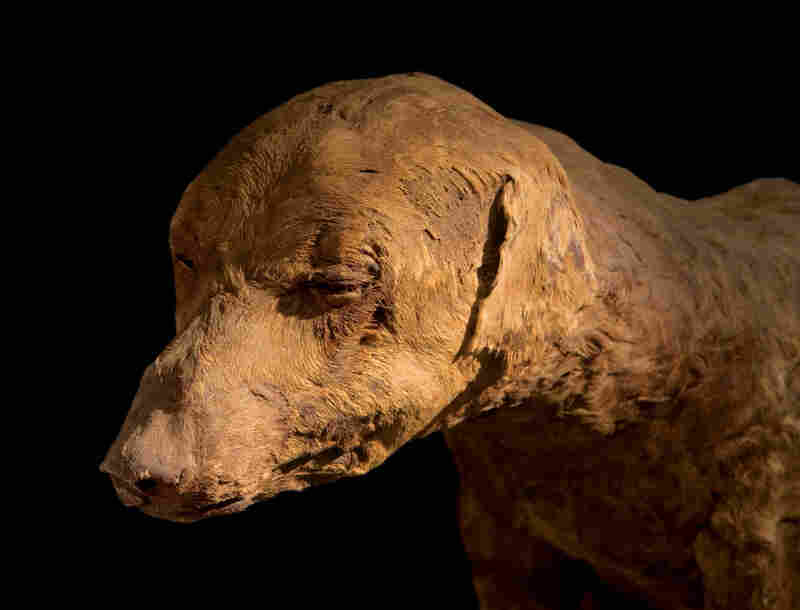 Ancient Animal Mummies : The Picture Show : NPR