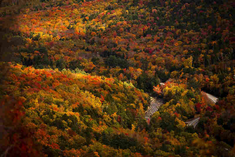 Fall Foliage Photography : The Picture Show : NPR