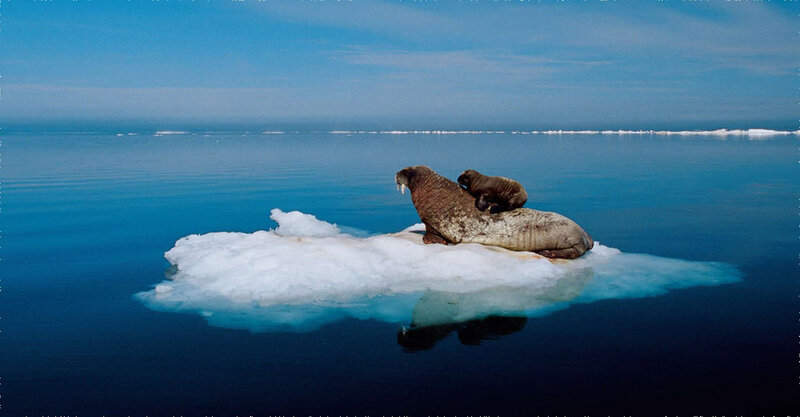 A Photographer's Polar Obsession : The Picture Show : NPR