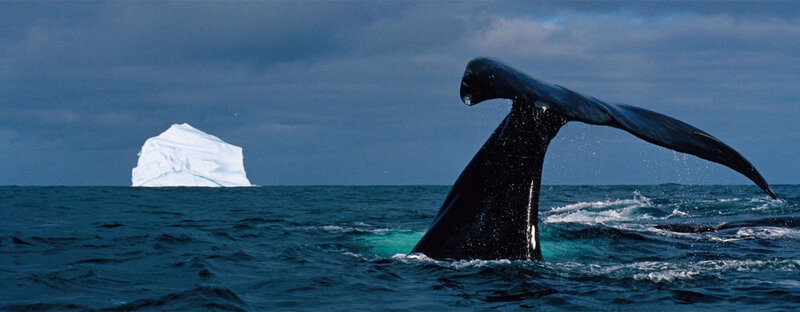 A Photographer's Polar Obsession : The Picture Show : NPR