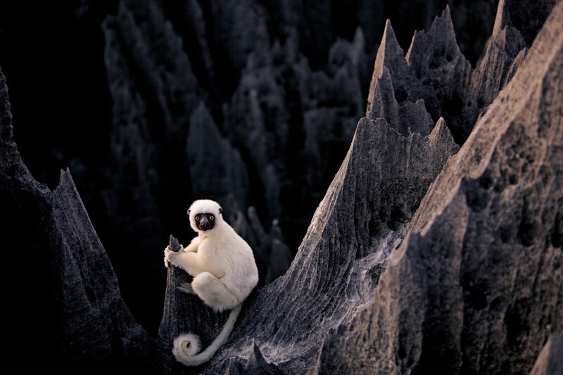 The Stone Forest
