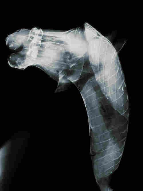 Mystery Ghost Photos : The Picture Show : NPR