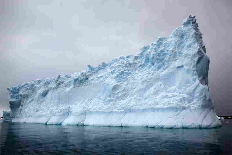 Swimming With Icebergs : The Picture Show : NPR