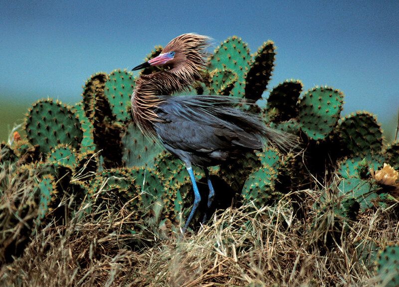 Extreme Bird-Watching From Tundra To Swamp : The Picture Show : NPR