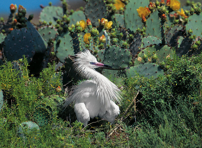 Extreme Bird-Watching From Tundra To Swamp : The Picture Show : NPR