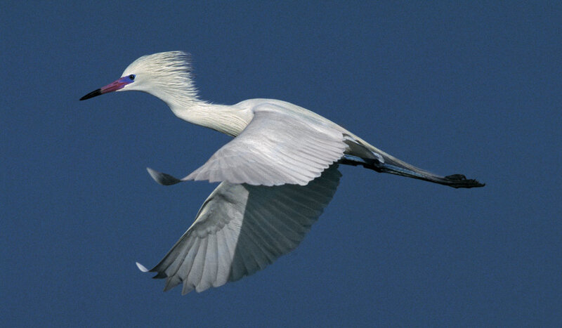 Extreme Bird-Watching From Tundra To Swamp : The Picture Show : NPR