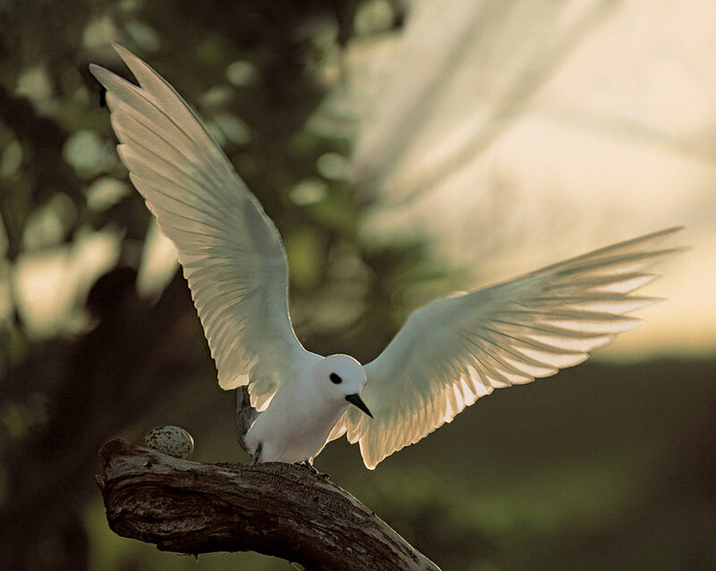 Extreme Bird-Watching From Tundra To Swamp : The Picture Show : NPR