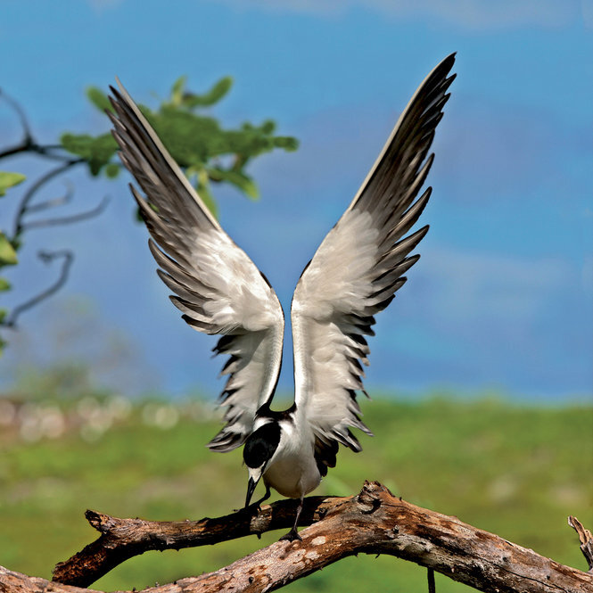 Extreme Bird-Watching From Tundra To Swamp : The Picture Show : NPR