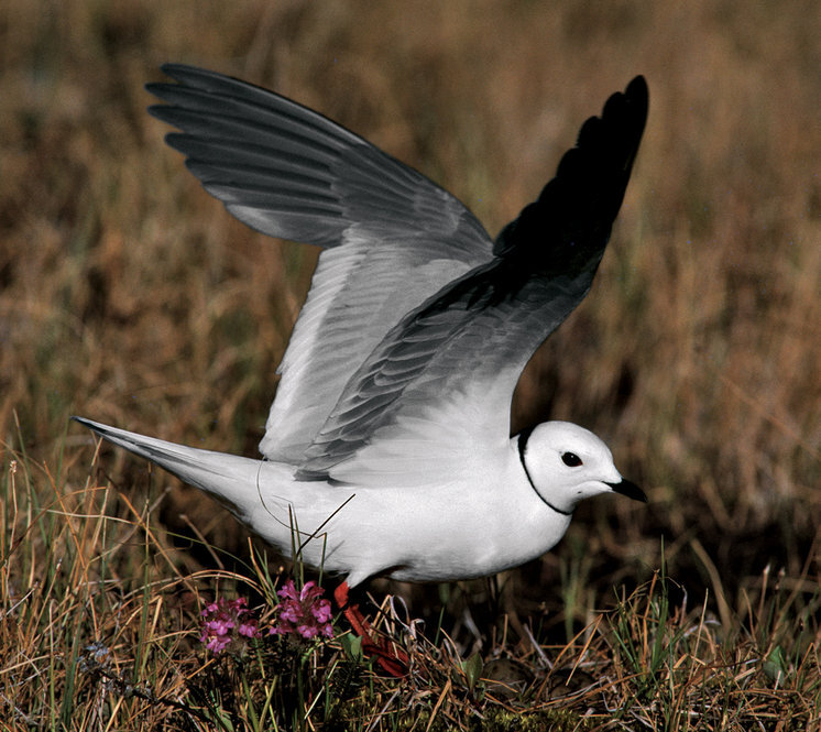 Extreme Bird-Watching From Tundra To Swamp : The Picture Show : NPR