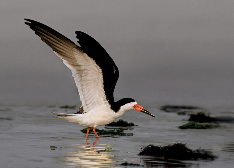 Extreme Bird-Watching From Tundra To Swamp : The Picture Show : NPR