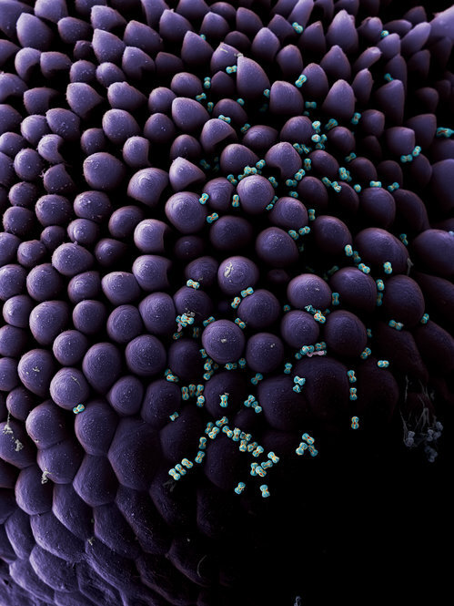 The Birds And The Bees ... And The Plants : The Picture Show : NPR