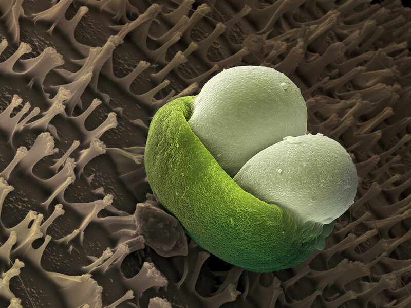 The Birds And The Bees ... And The Plants : The Picture Show : NPR