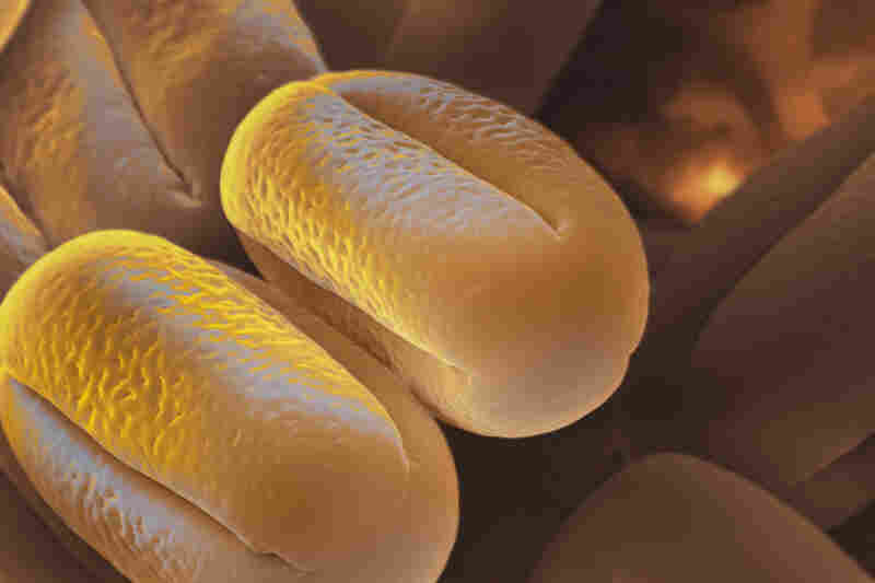 The Birds And The Bees ... And The Plants : The Picture Show : NPR