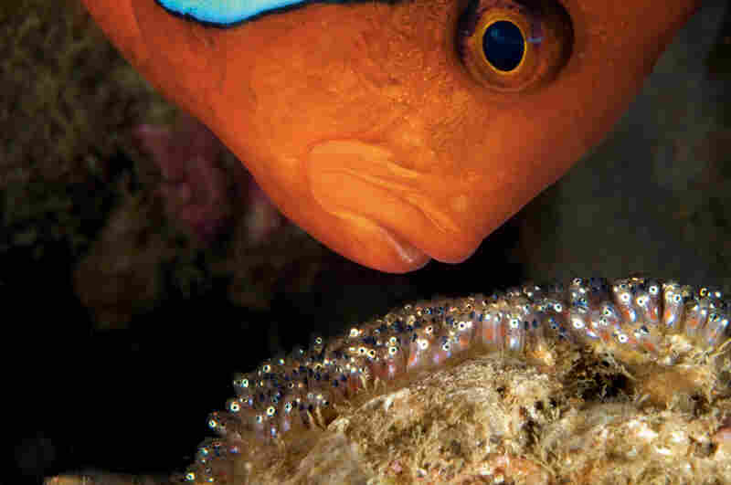 Need A Laugh? Clownfish! : The Picture Show : NPR