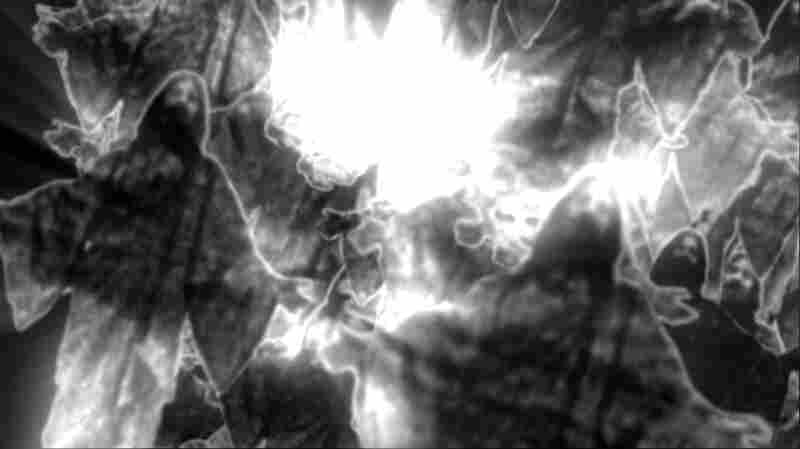 'Find Me A Dodo' And Other Absurd Requests : The Picture Show : NPR