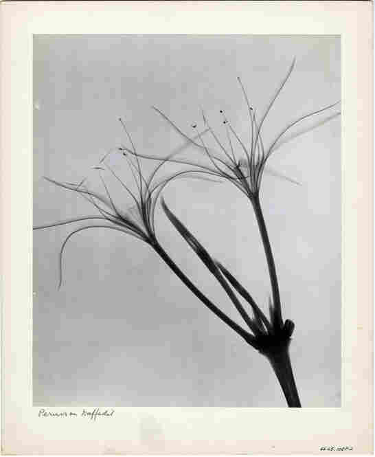 A Camera That Can See Straight Through You : The Picture Show : NPR