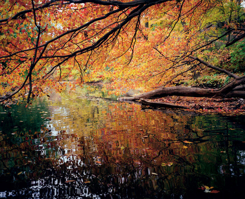 Master Photographer Documents NYC's 'Wilderness' : The Picture Show : NPR