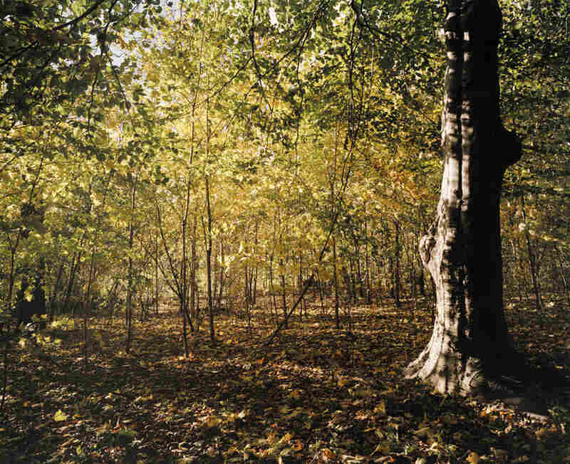 Master Photographer Documents NYC's 'Wilderness' : The Picture Show : NPR