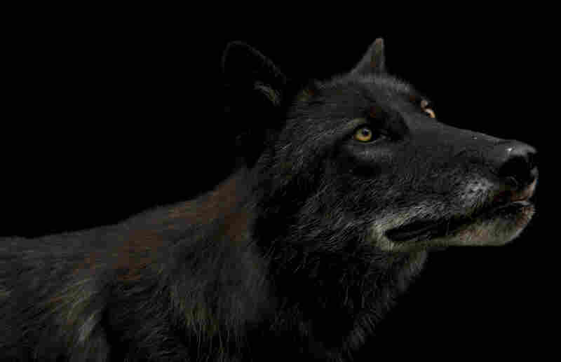 Portraits Of America's Endangered Species : The Picture Show : NPR