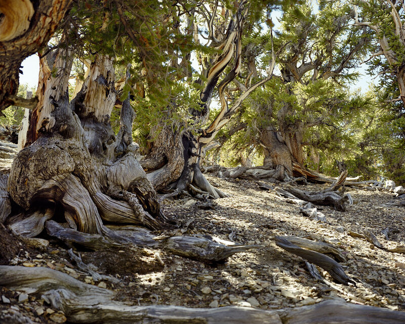 Hunting For The Oldest Living Things In The World : The Picture Show : NPR