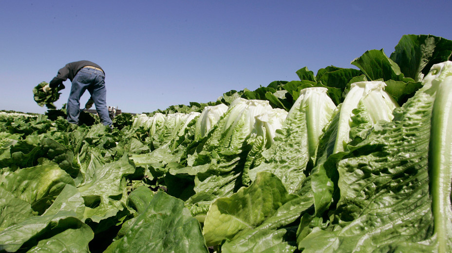 Recall Of Contaminated Lettuce Shines Light On Produce Safety : Shots ...