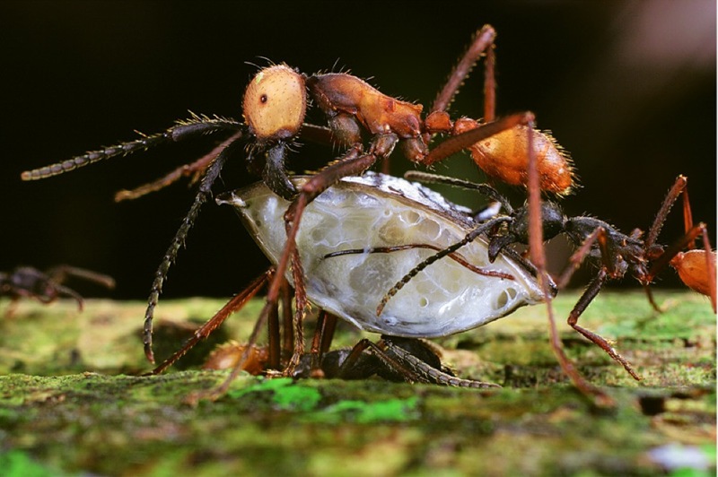 The Fresh Air Interview - Entomologist Mark Moffett Talks Ants : NPR